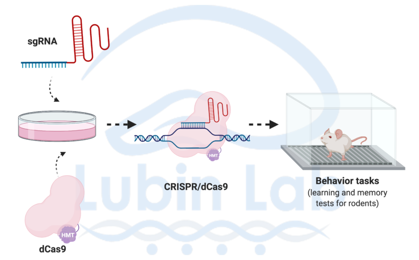 Lubin Lab at UAB – Department of Neurobiology at the University of Alabama at Birmingham, Evelyn ...